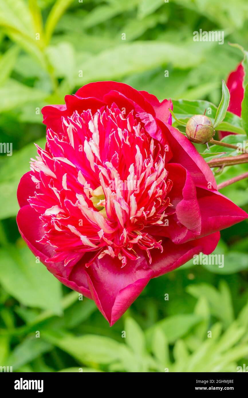Peony 'Fuyajo' in bloom in a garden Stock Photo - Alamy