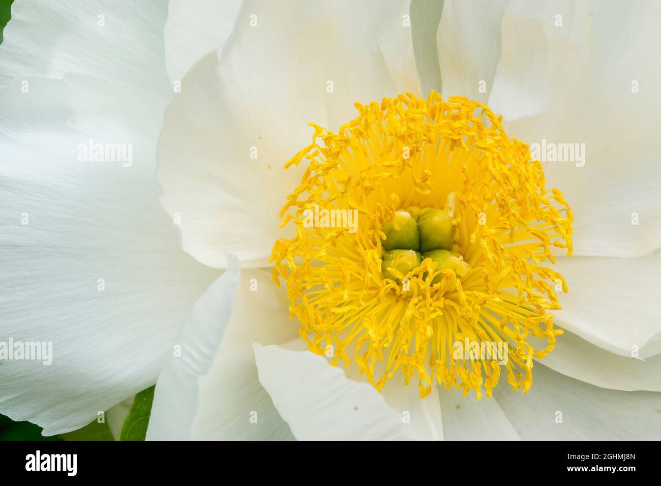Peony 'Pico' in bloom in a garden Stock Photo - Alamy