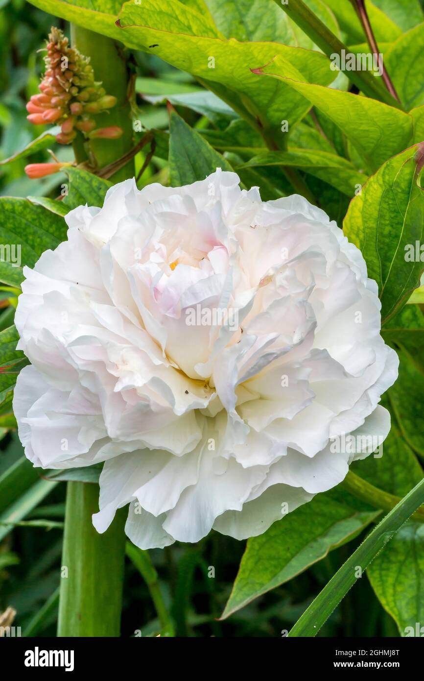 Cultivated chinese peony hi-res stock photography and images - Alamy