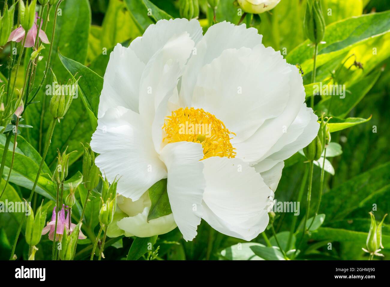 Peony 'Pico' in bloom in a garden Stock Photo - Alamy