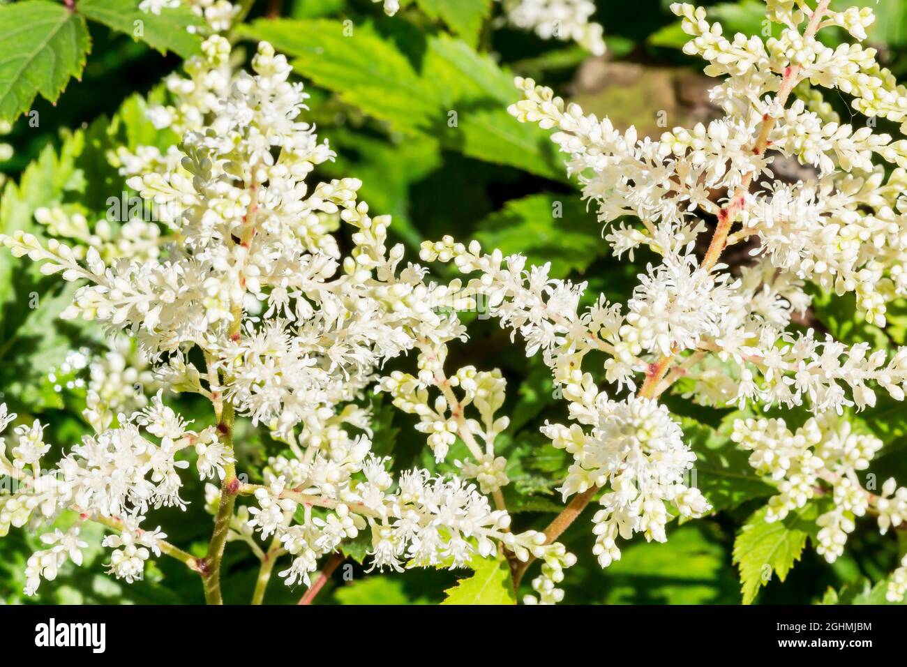 Astilbe japonica 'Washington' Stock Photo - Alamy