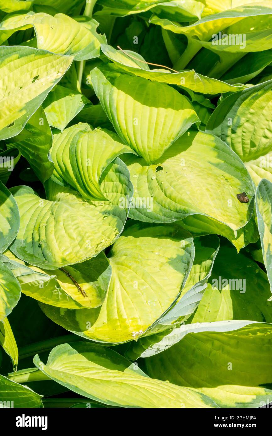 Hosta fortunei 'Gold Standard' Stock Photo - Alamy