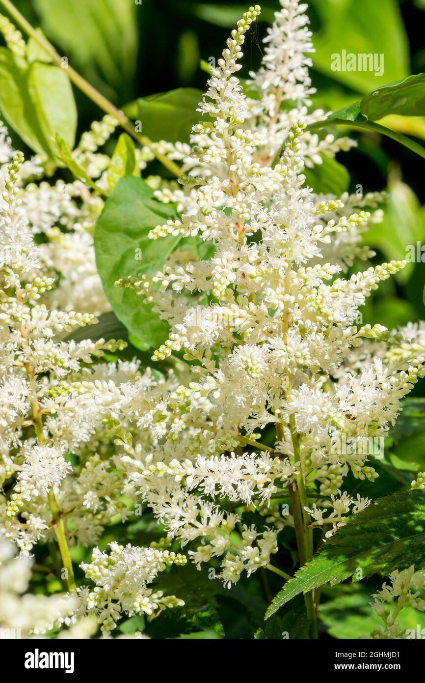 Astilbe japonica 'Washington' Stock Photo - Alamy