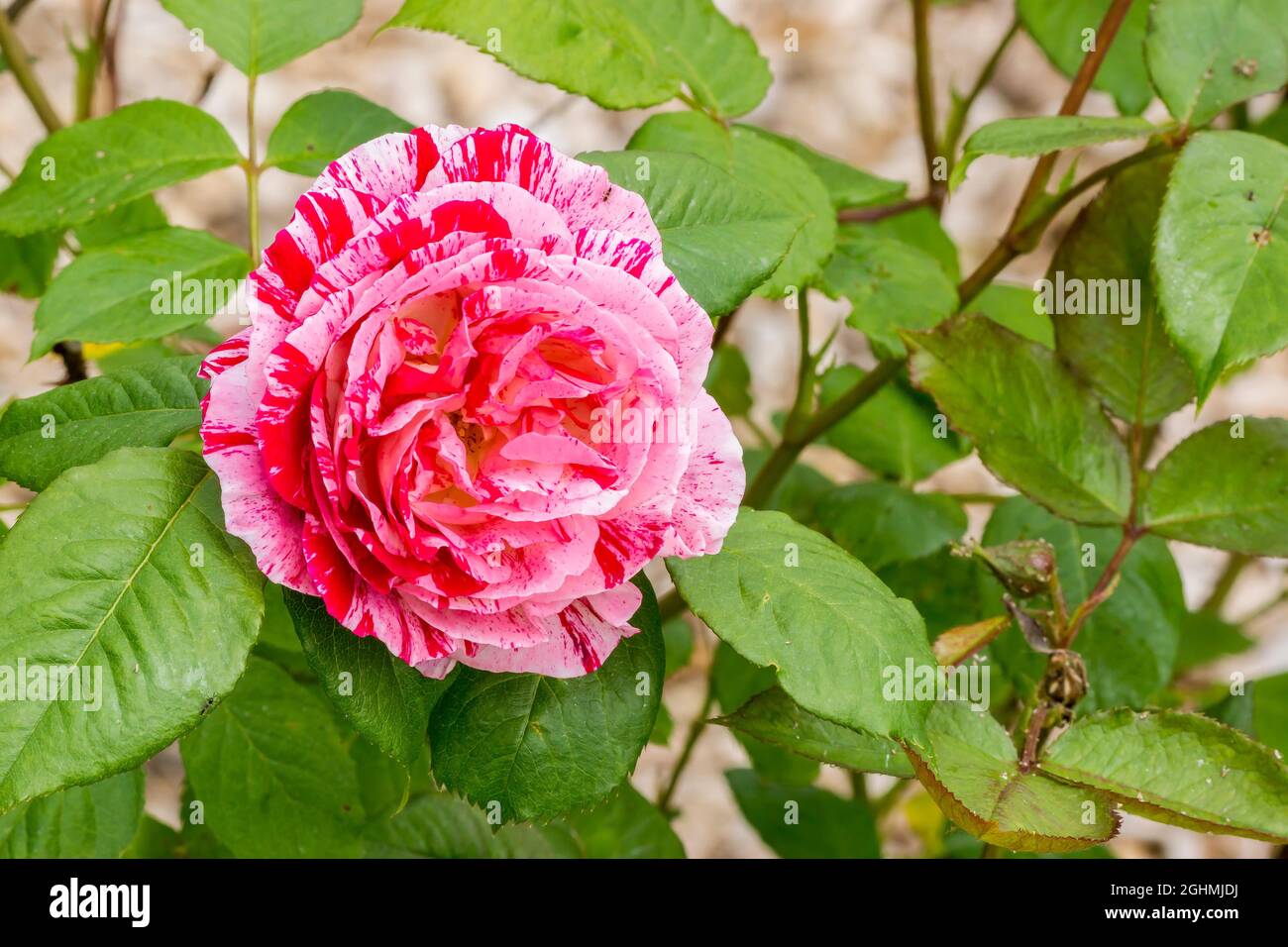Two Tone Colour Rose High Resolution Stock Photography and Images - Alamy