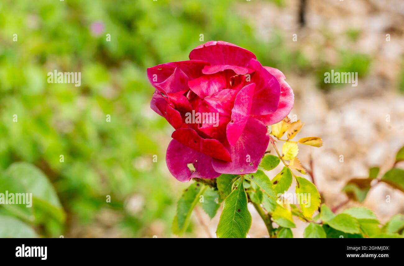 Rose tree 'Cinco de Mayo' in bloom in a garden Stock Photo - Alamy
