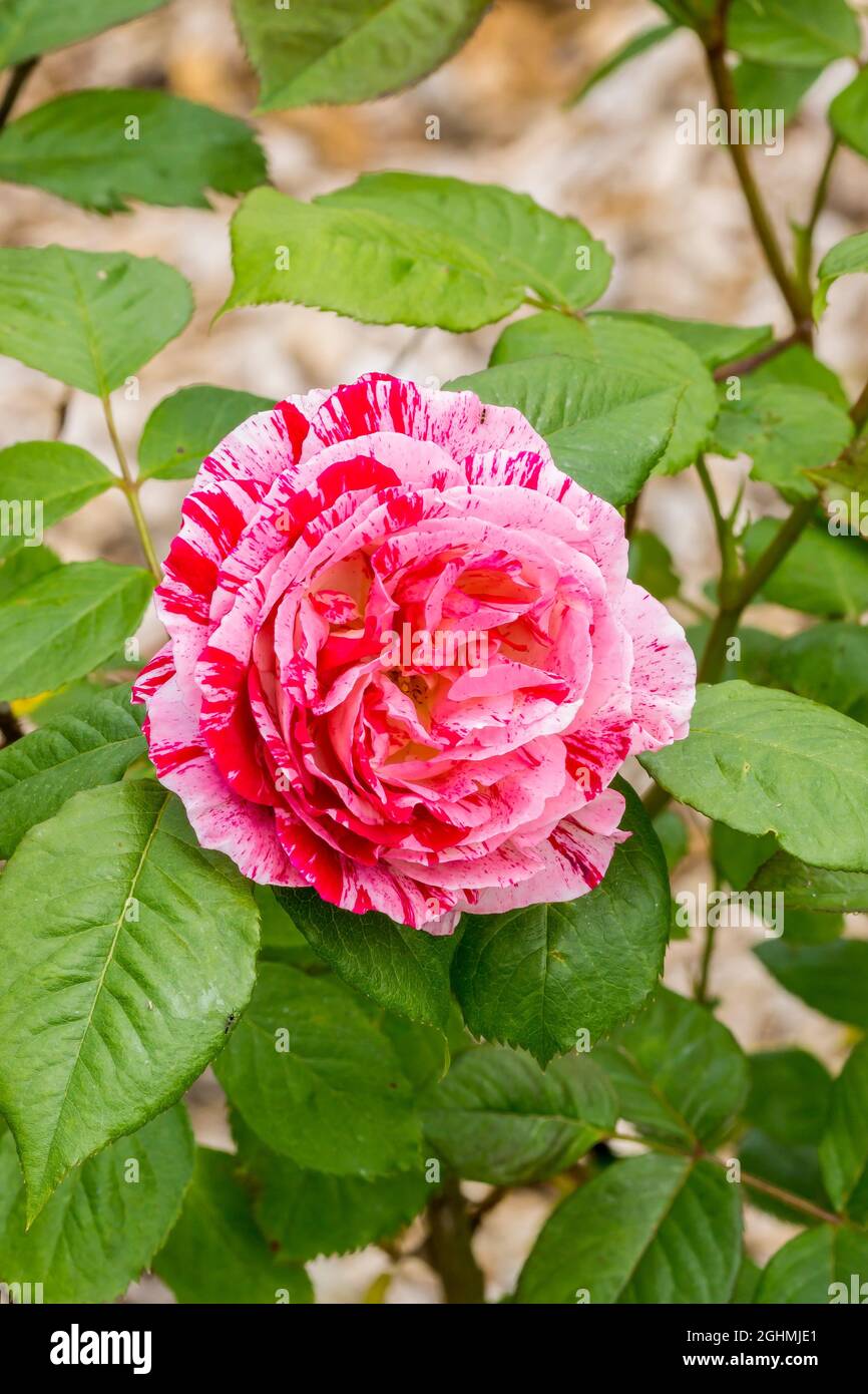 Rose tree 'Scentimental' in bloom in a garden Stock Photo - Alamy