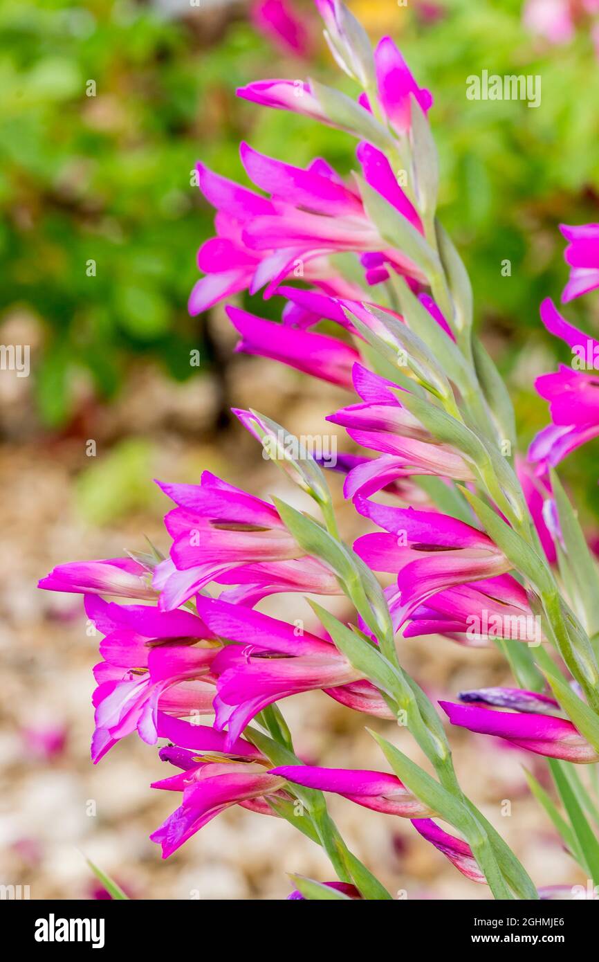 Gladiolus communis ssp. byzantinus Stock Photo - Alamy