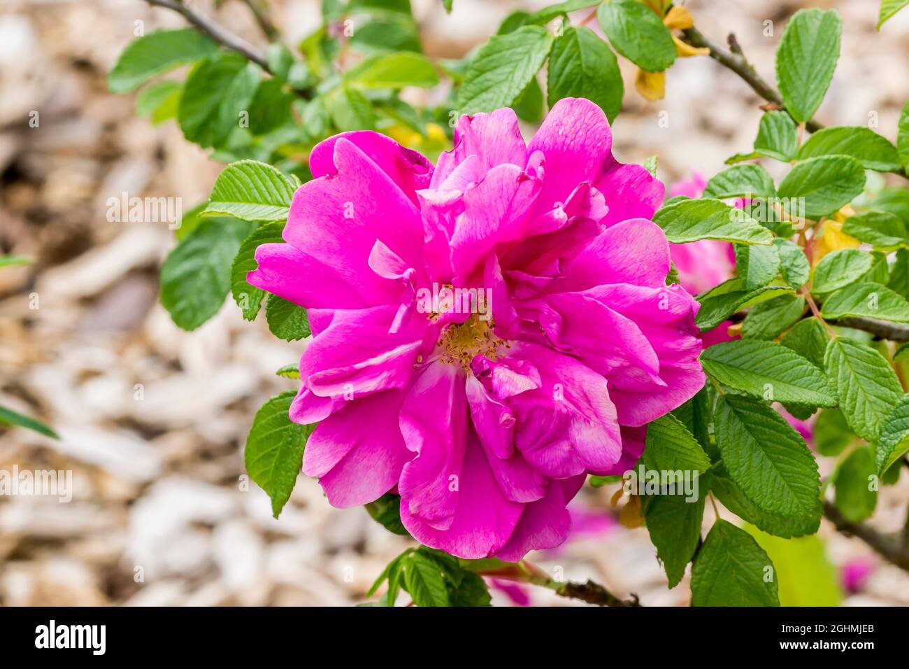 Rose tree 'Hansa' in bloom in a garden Stock Photo - Alamy