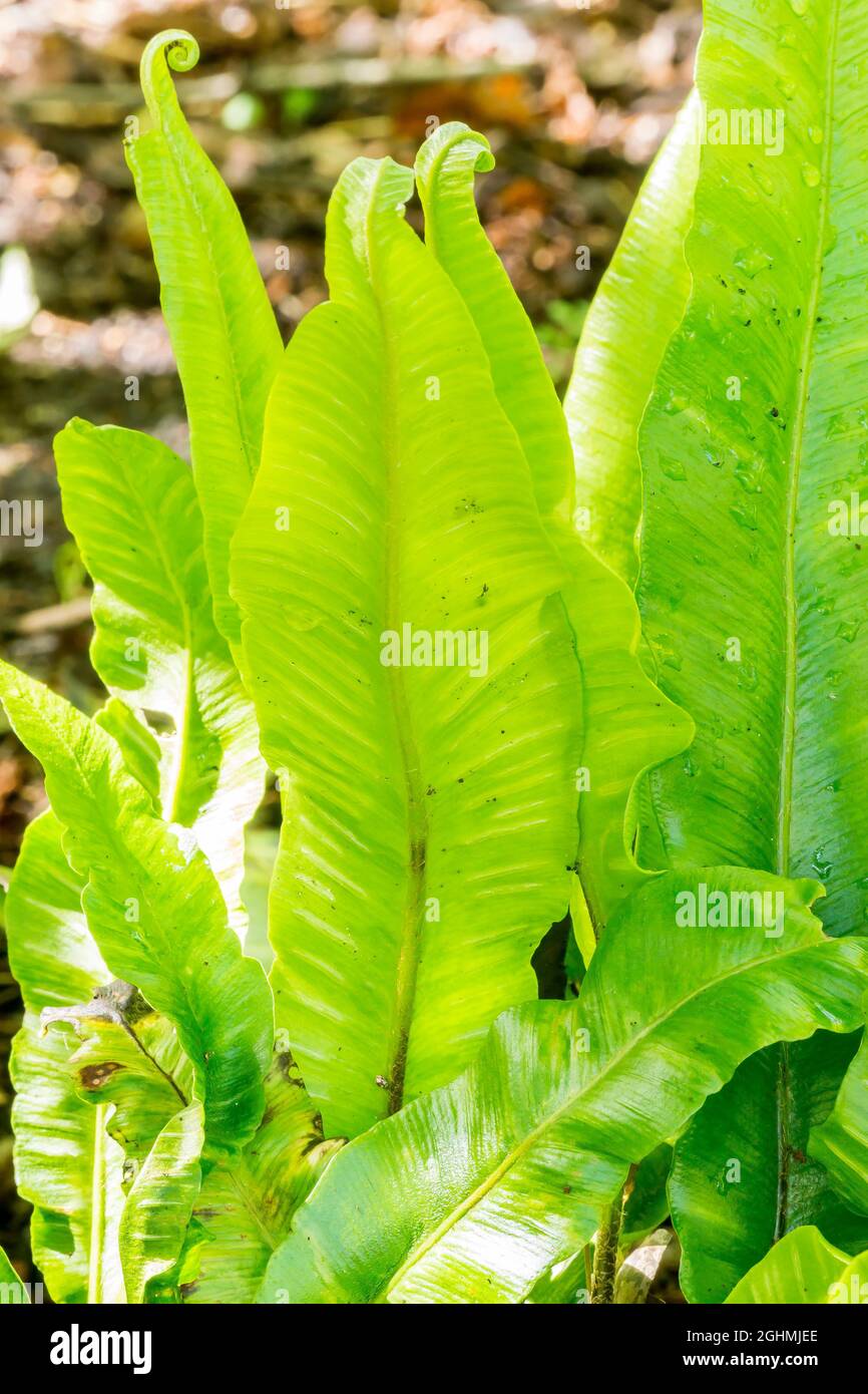 Asplenium species hi-res stock photography and images - Alamy