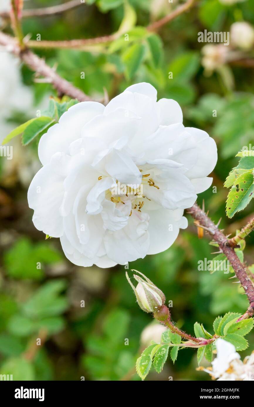 Perpetual flowering roses hi-res stock photography and images - Alamy