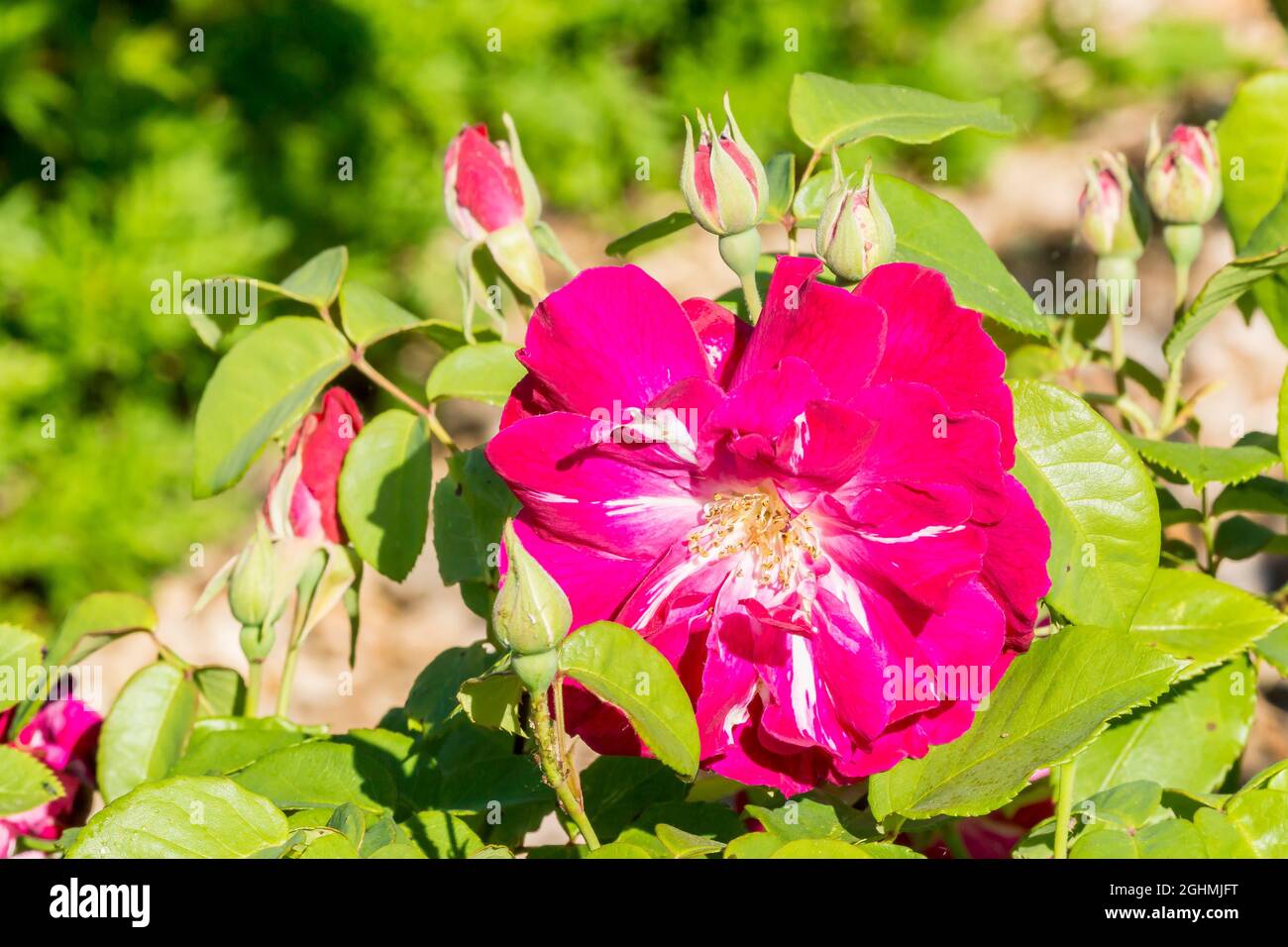 Rose tree 'Nur Mahal' in bloom in a garden Stock Photo - Alamy