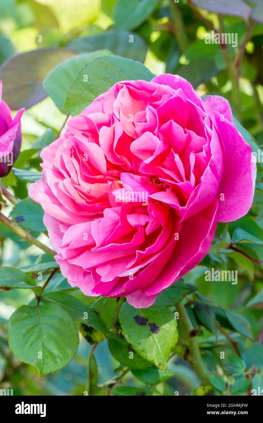 Rose tree 'Line Renaud' in bloom in a garden Stock Photo - Alamy