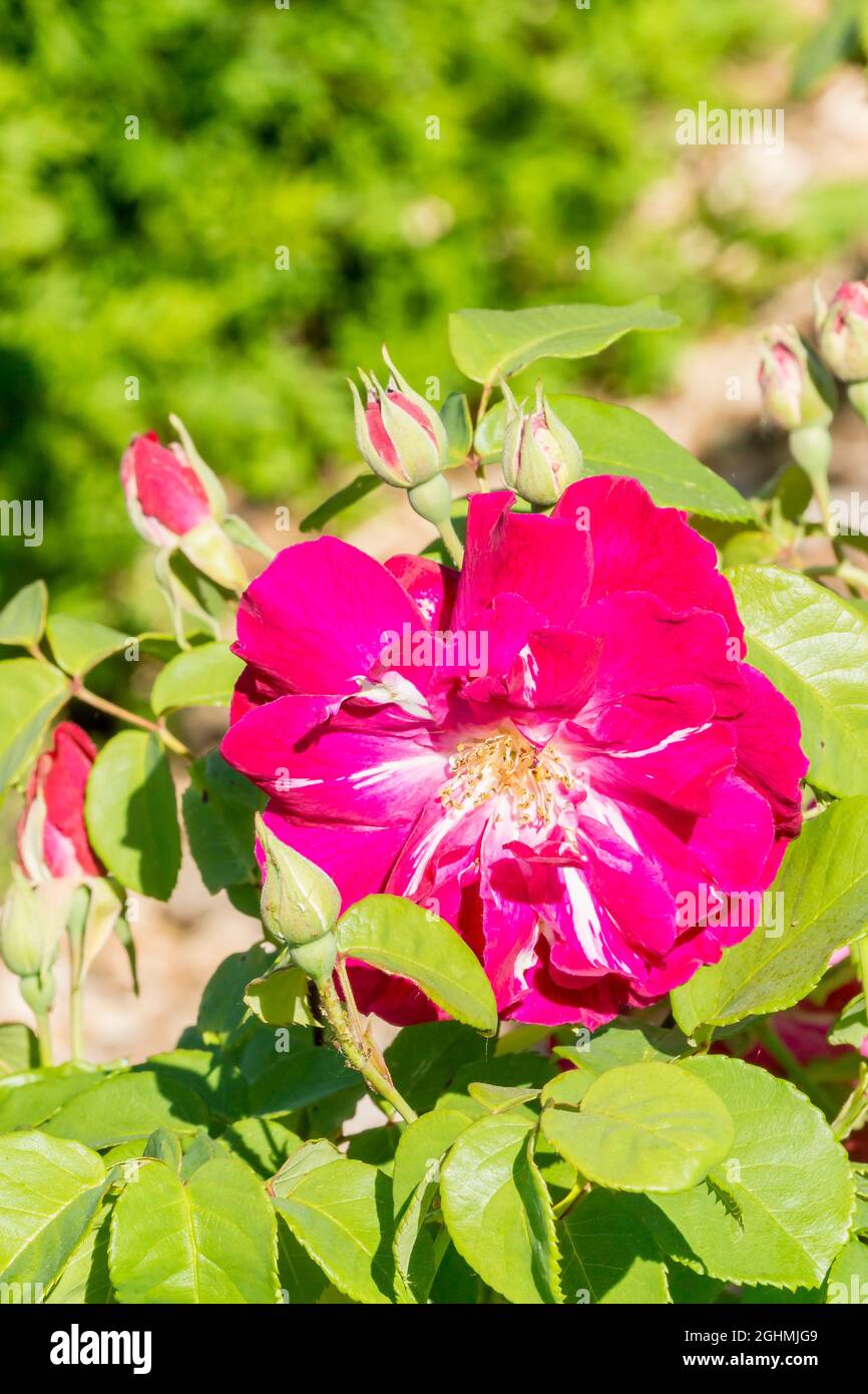 Rose tree 'Nur Mahal' in bloom in a garden Stock Photo - Alamy