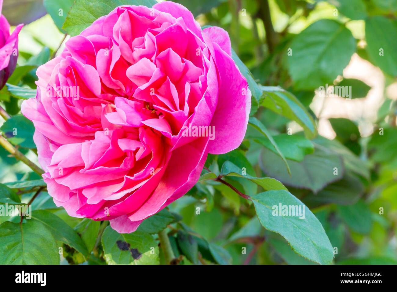 Rose tree 'Line Renaud' in bloom in a garden Stock Photo - Alamy