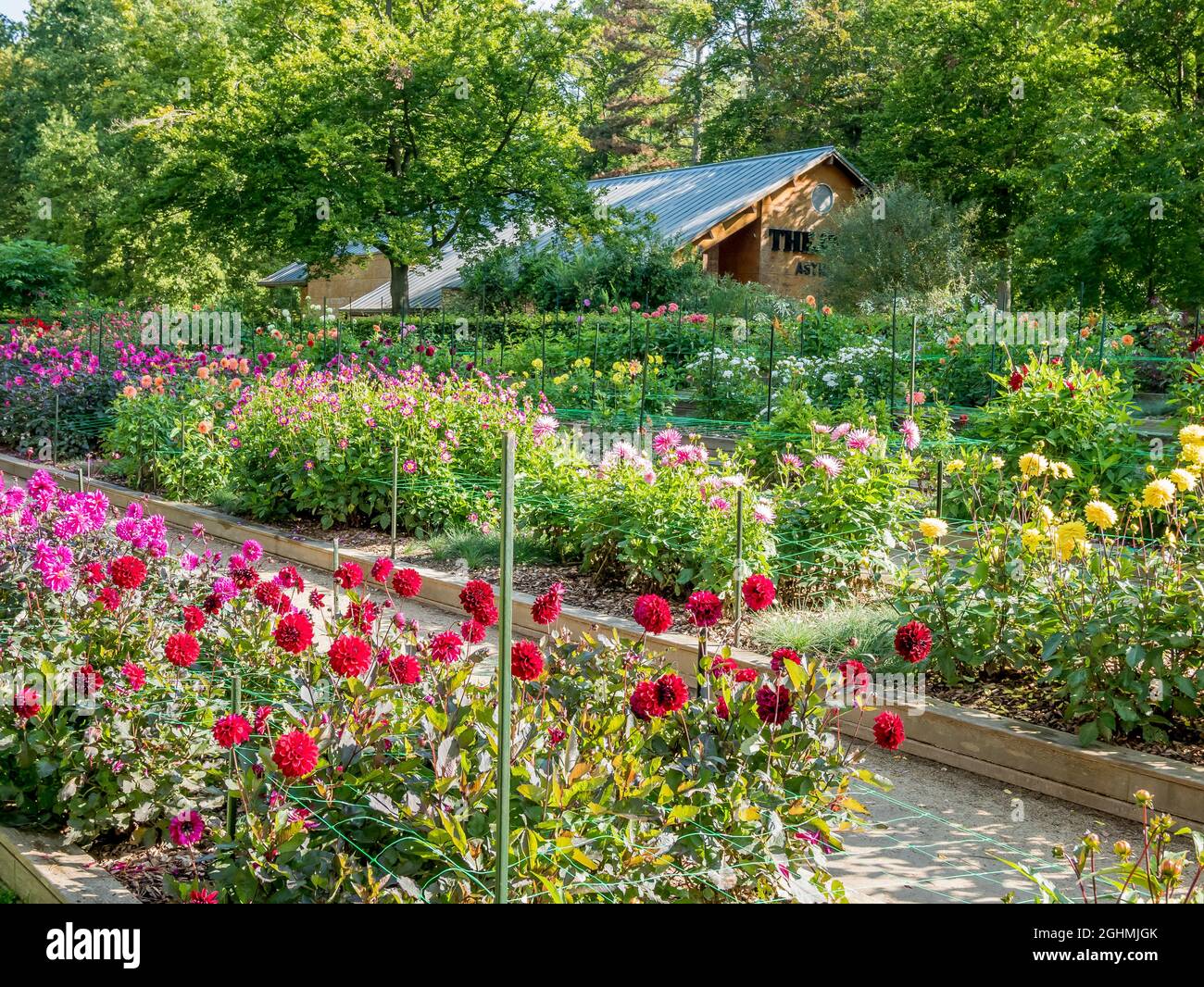 Exposition de dahlias, Parc Floral Vincennes, Paris, France Stock Photo ...