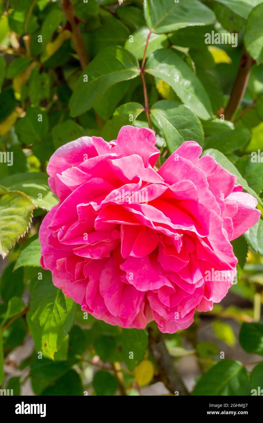 Rose tree 'Line Renaud' in bloom in a garden Stock Photo - Alamy
