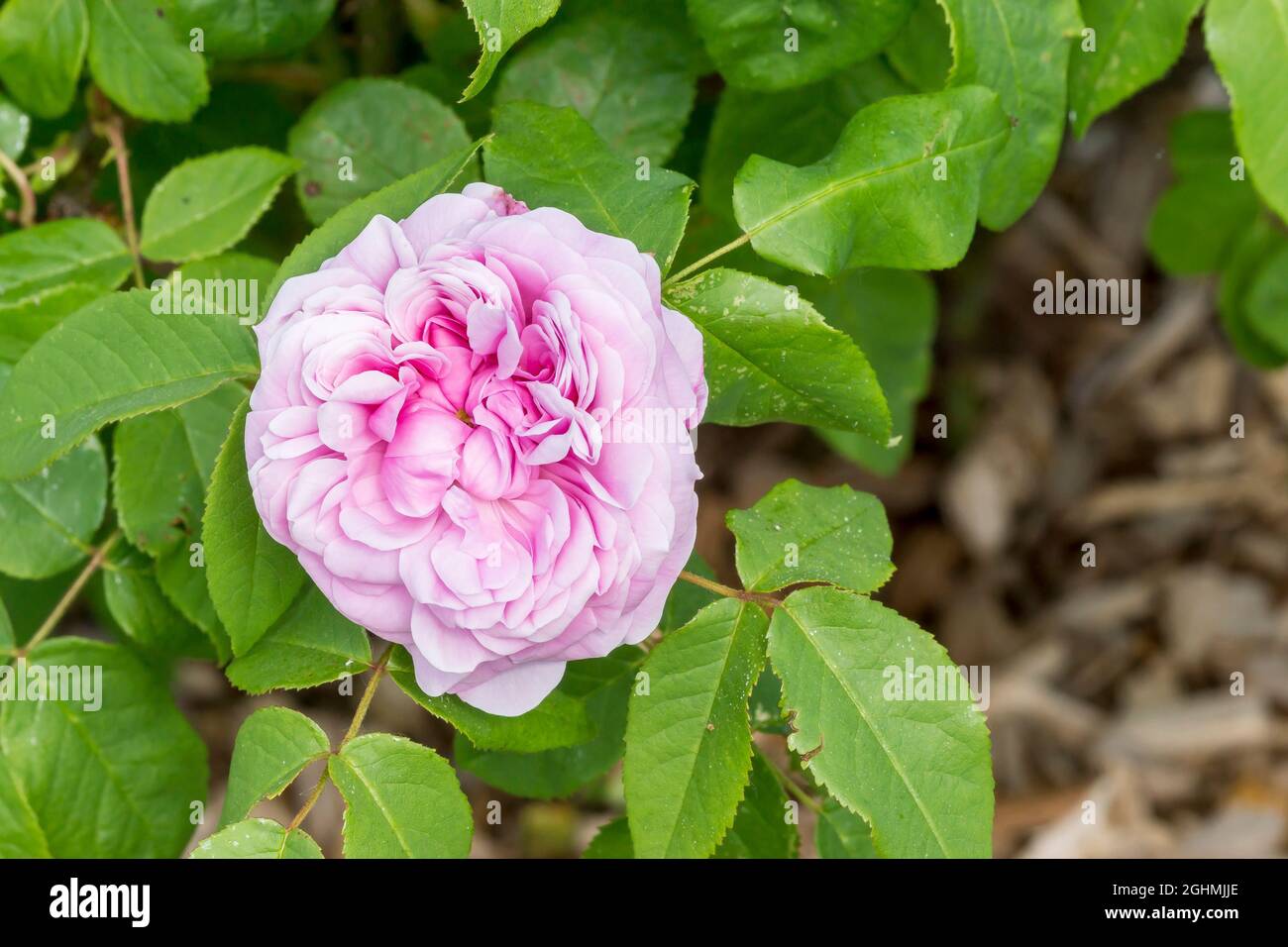 Rose tree'Jacques Cartier' in bloom in a garden Stock Photo - Alamy