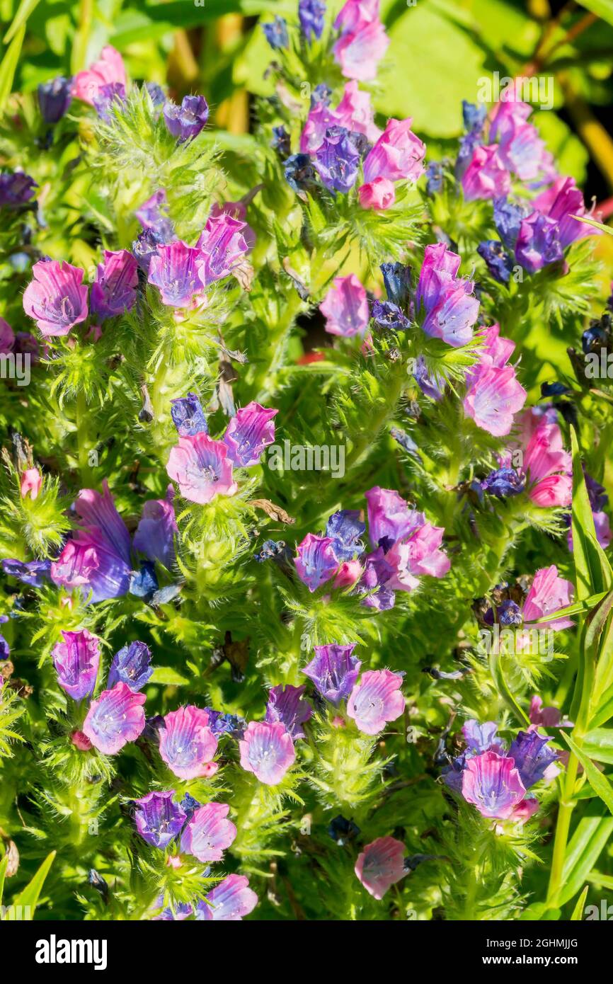 Echium plantagineum 'Dwarf Blue Bedder' Stock Photo - Alamy