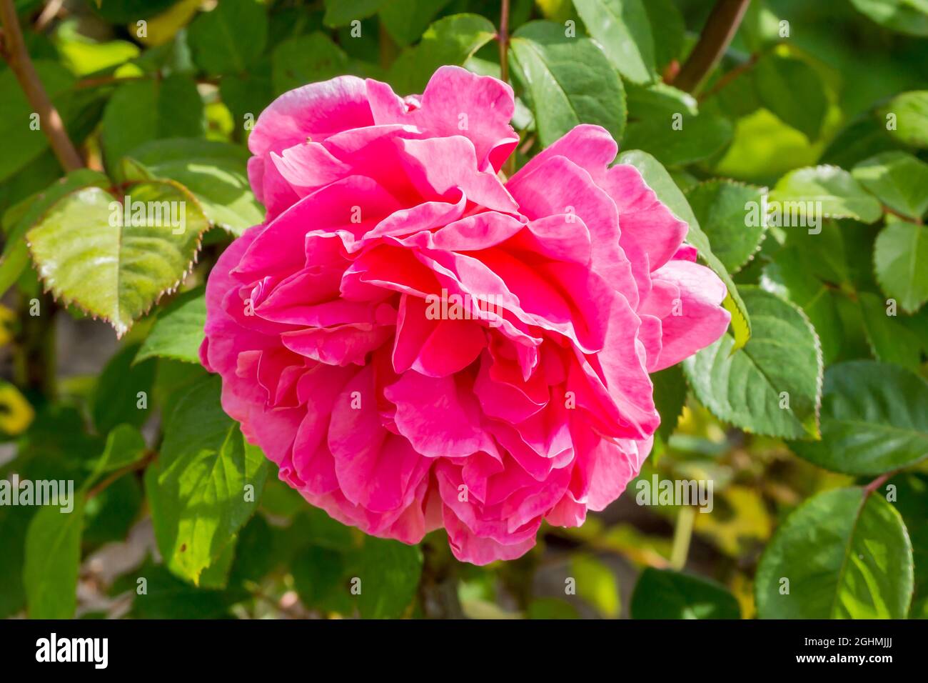 Rose tree 'Line Renaud' in bloom in a garden Stock Photo - Alamy