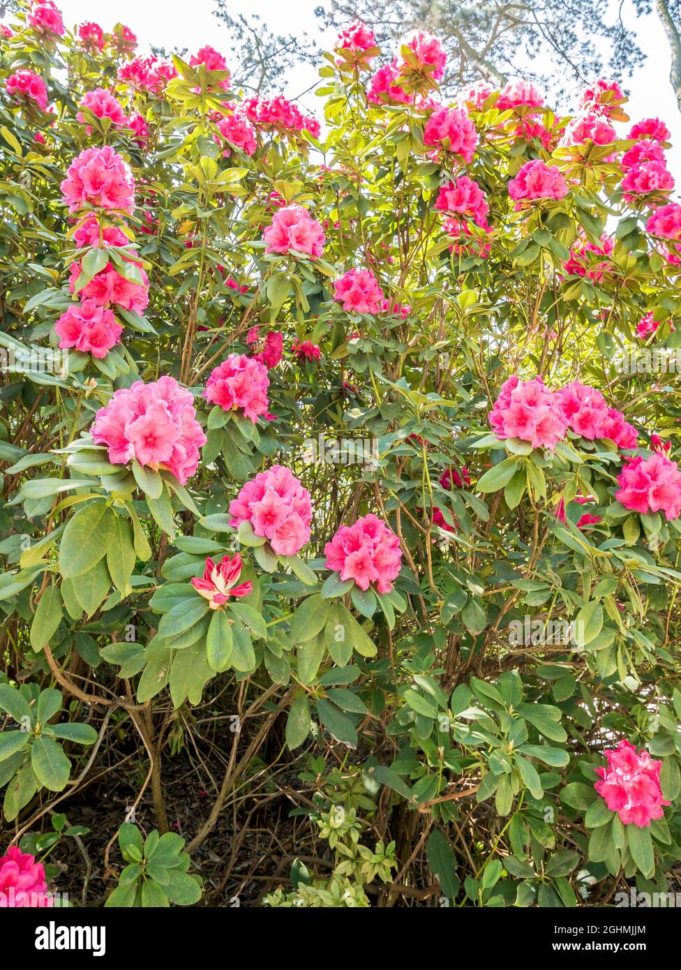 Rhododendron 'Anna Rose Withney' in bloom in a garden Stock Photo - Alamy