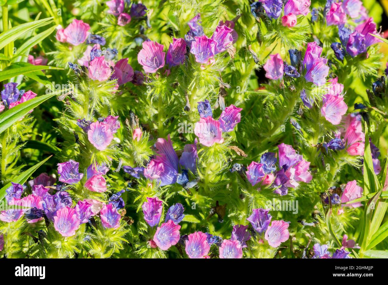 Echium plantagineum 'Dwarf Blue Bedder' Stock Photo - Alamy