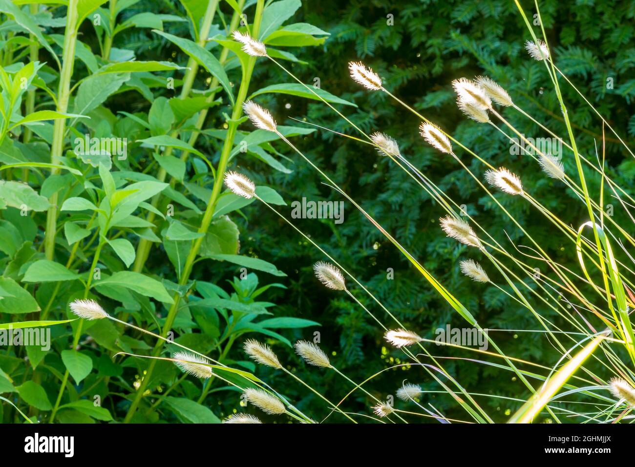 Grasses pennisetum sp hi-res stock photography and images - Alamy
