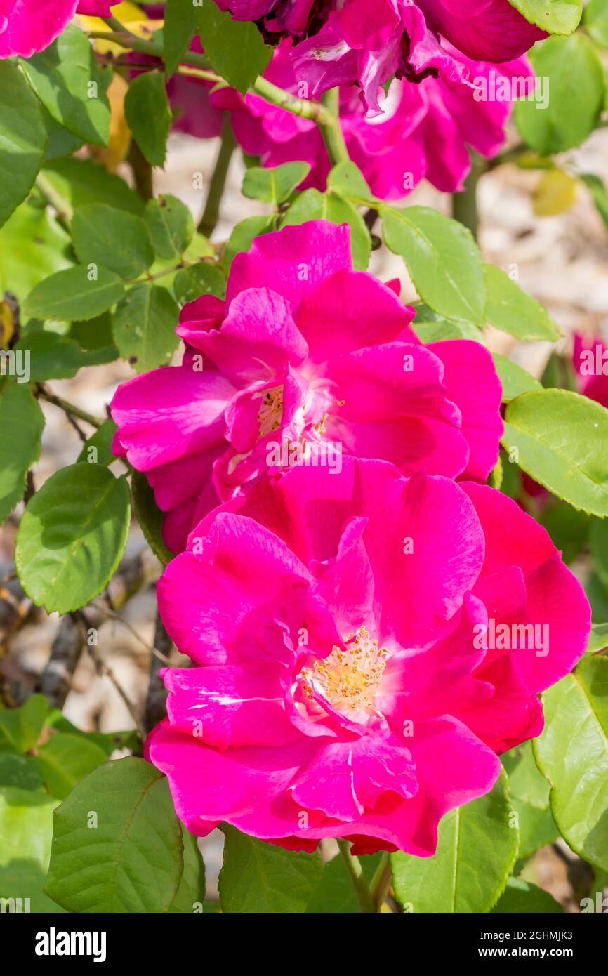 Rose tree 'Nur Mahal' in bloom in a garden Stock Photo - Alamy