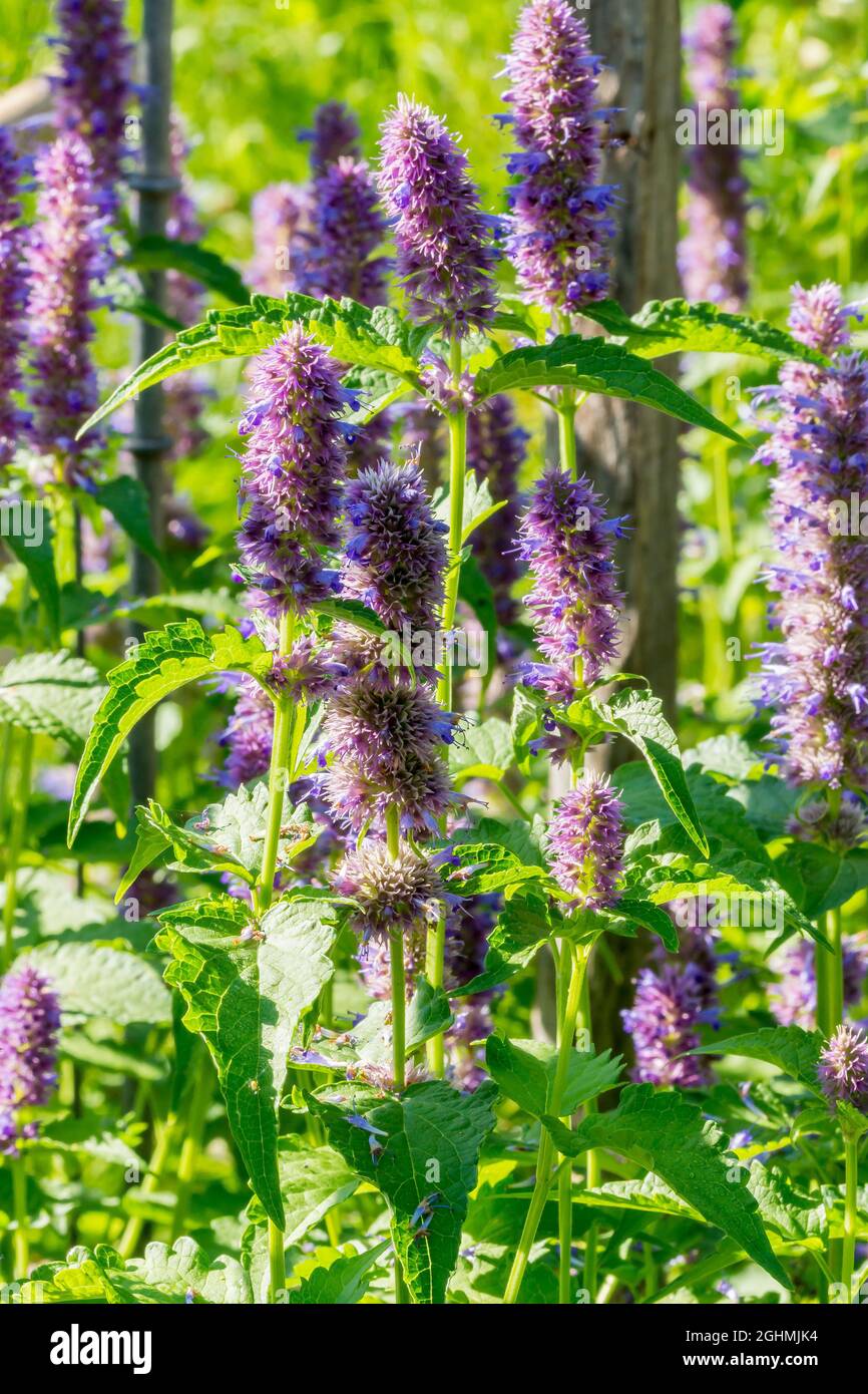 Agastache rugosa 'Celeste' Stock Photo - Alamy