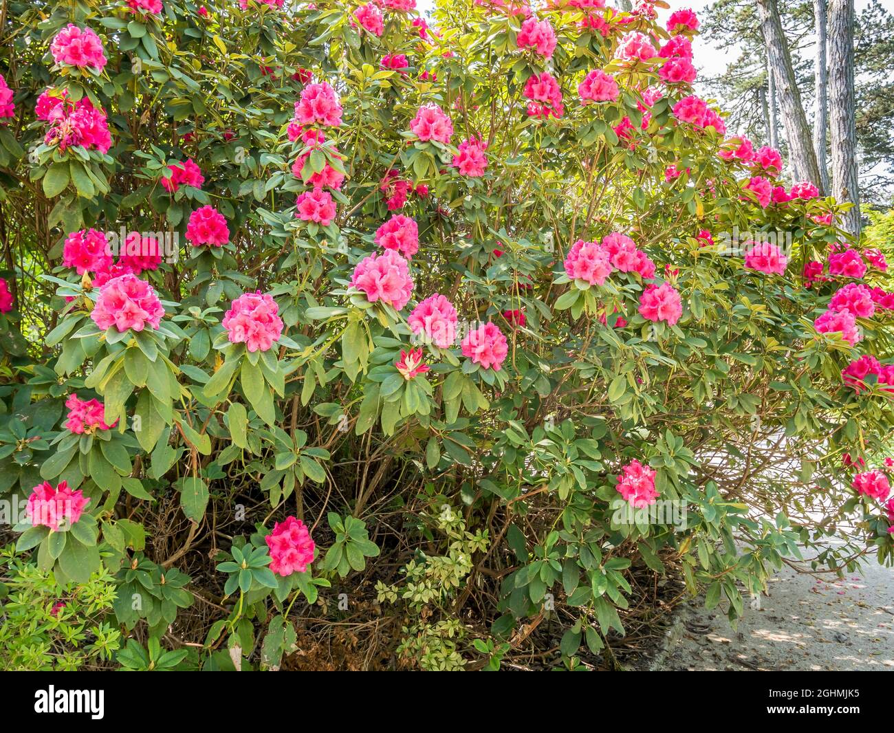 Rhododendron 'Anna Rose Withney' in bloom in a garden Stock Photo - Alamy