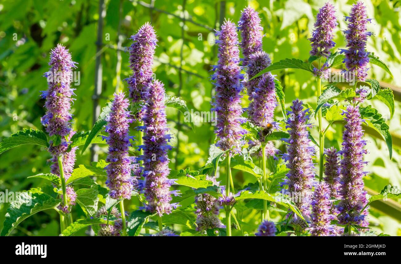 Agastache rugosa 'Celeste' Stock Photo - Alamy