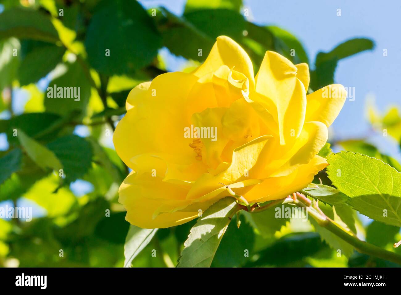 Rose tree ?Golden Gate' in bloom in a garden Stock Photo - Alamy