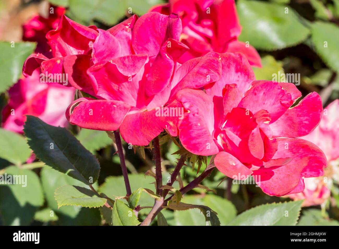Rose tree 'Knock Out' in bloom in a garden Stock Photo - Alamy