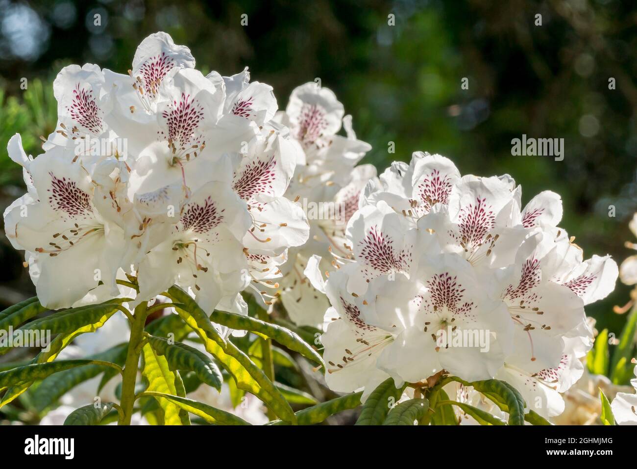 Rhododendron annae ssp annae Stock Photo - Alamy