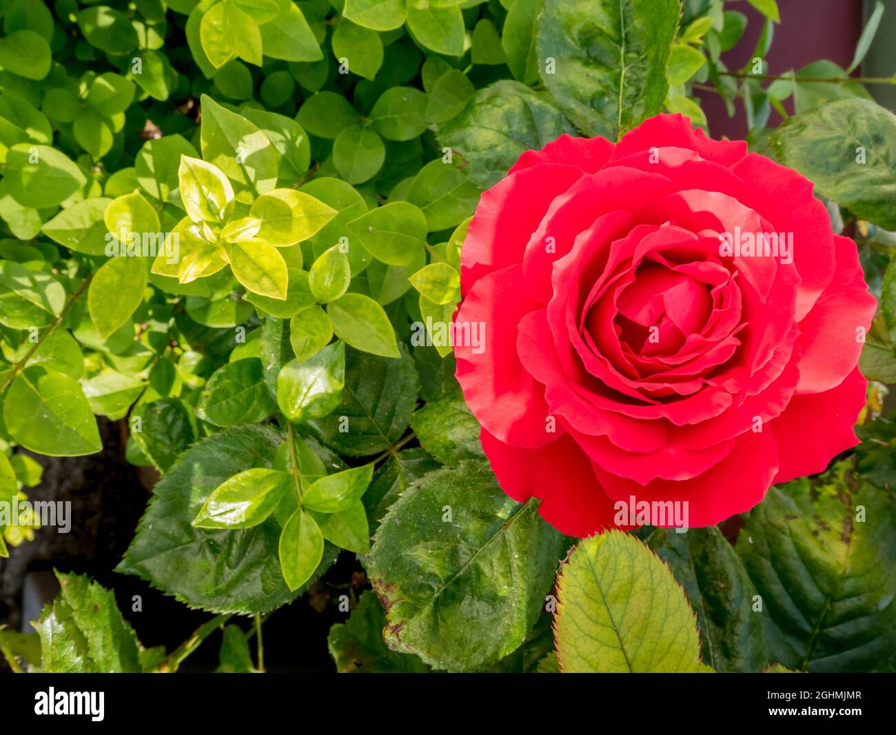 Rose tree 'Docteur Watson' in bloom in a garden Stock Photo - Alamy