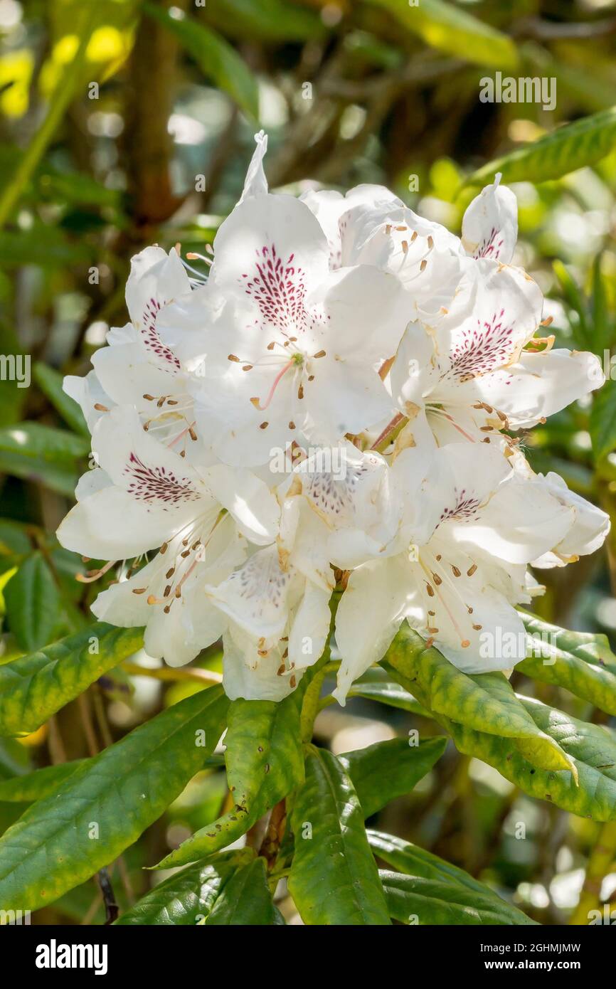 Rhododendron annae ssp annae Stock Photo - Alamy