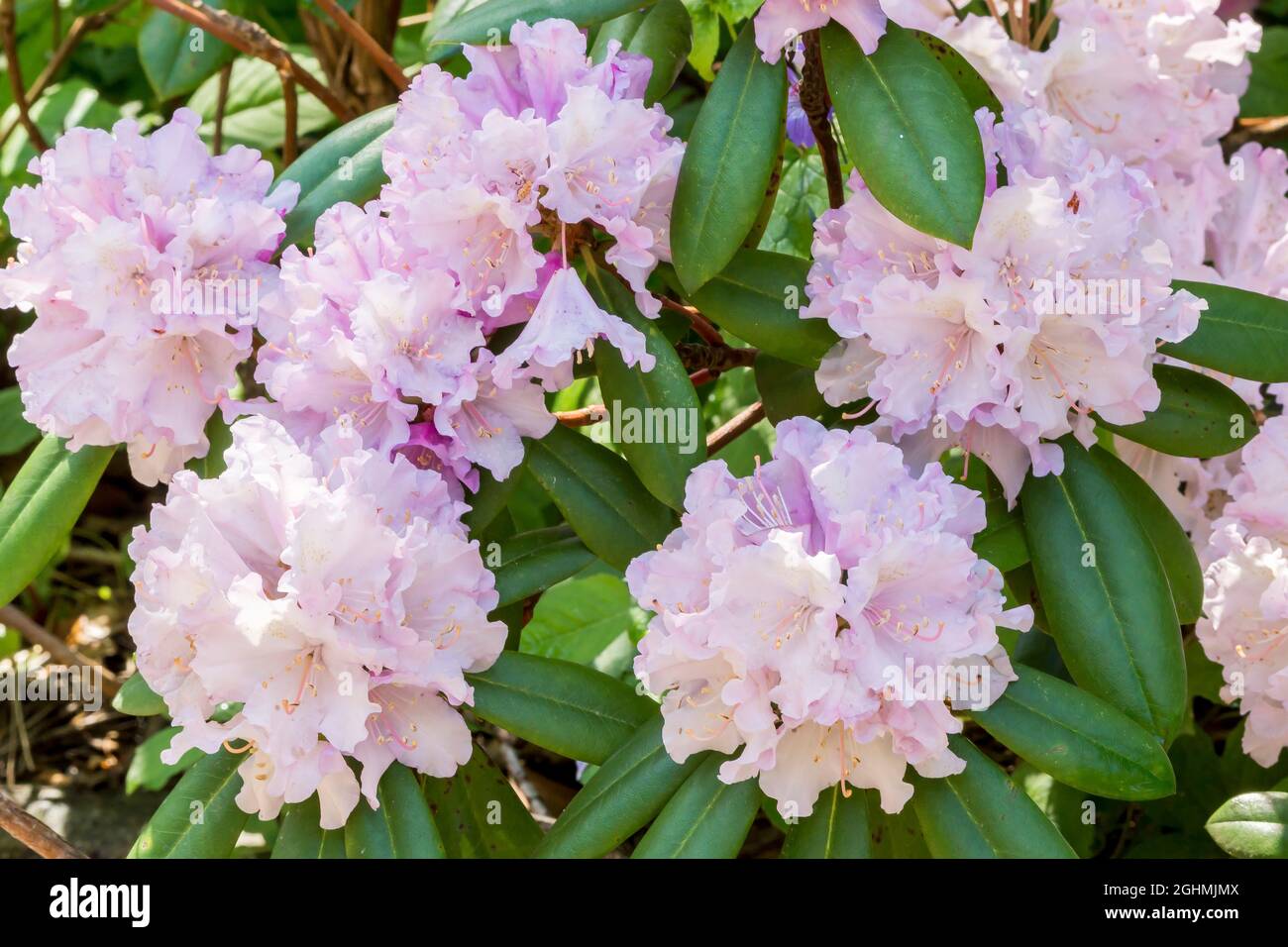 Rhododendron 'Caroline Albrook' in bloom in a garden Stock Photo - Alamy