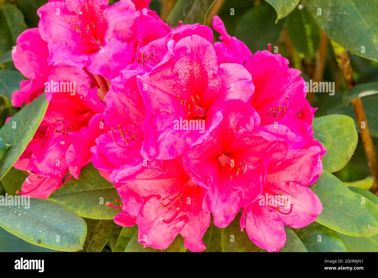 Rhododendron 'Anna Rose Withney' in bloom in a garden Stock Photo - Alamy