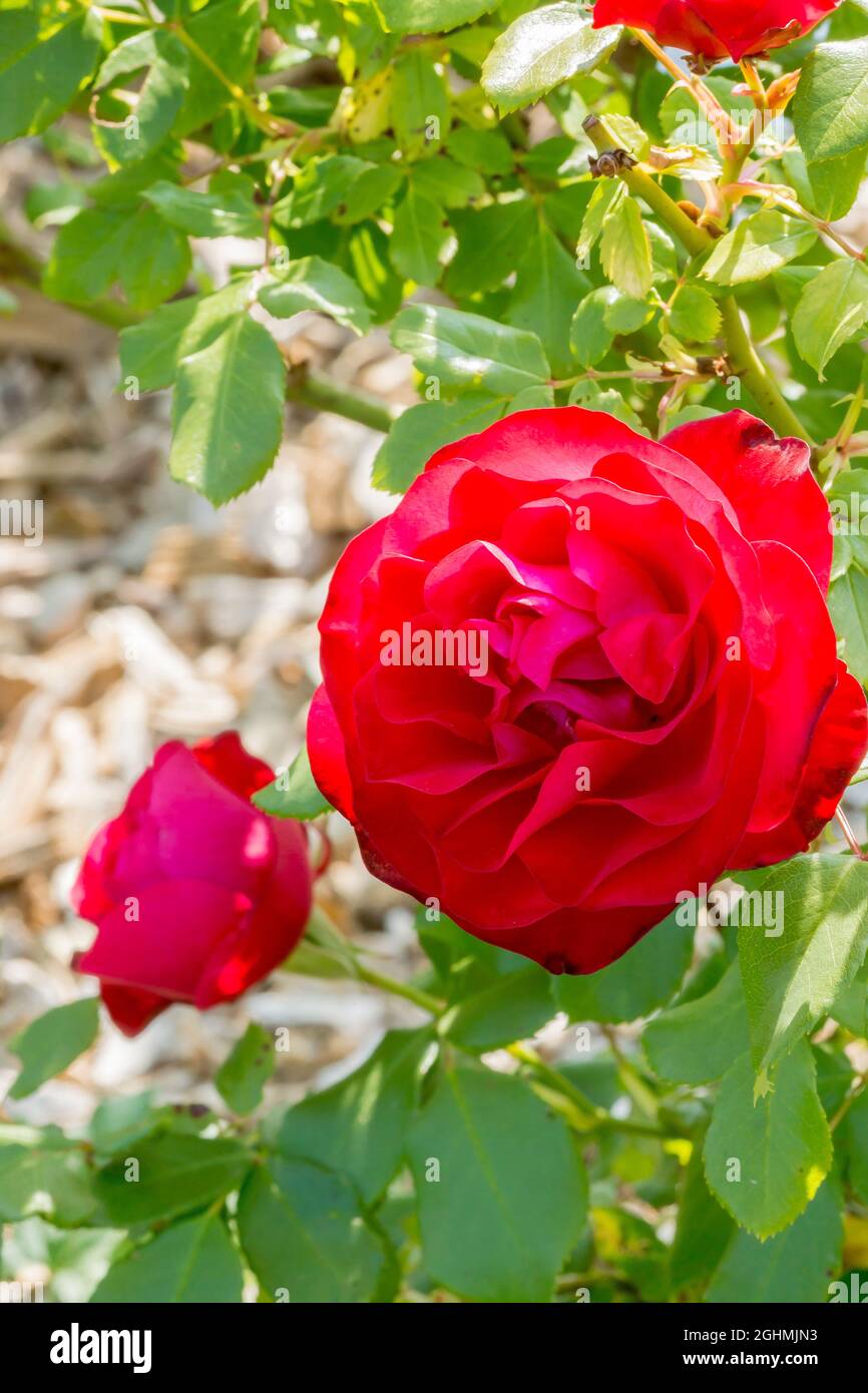 Rosier 'Mona Lisa' en fleur dans un jardin Stock Photo - Alamy