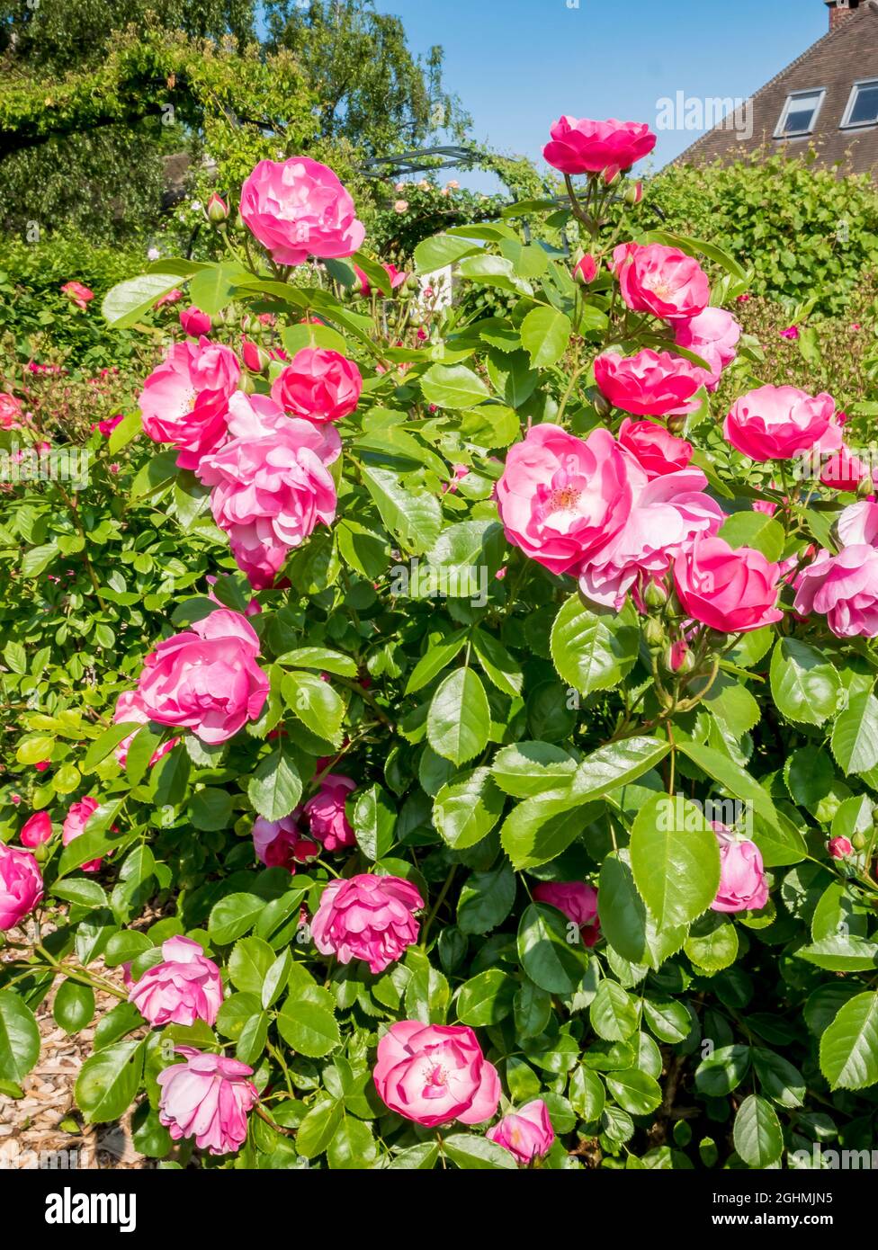 Rose tree 'Angela' in bloom in a garden Stock Photo - Alamy