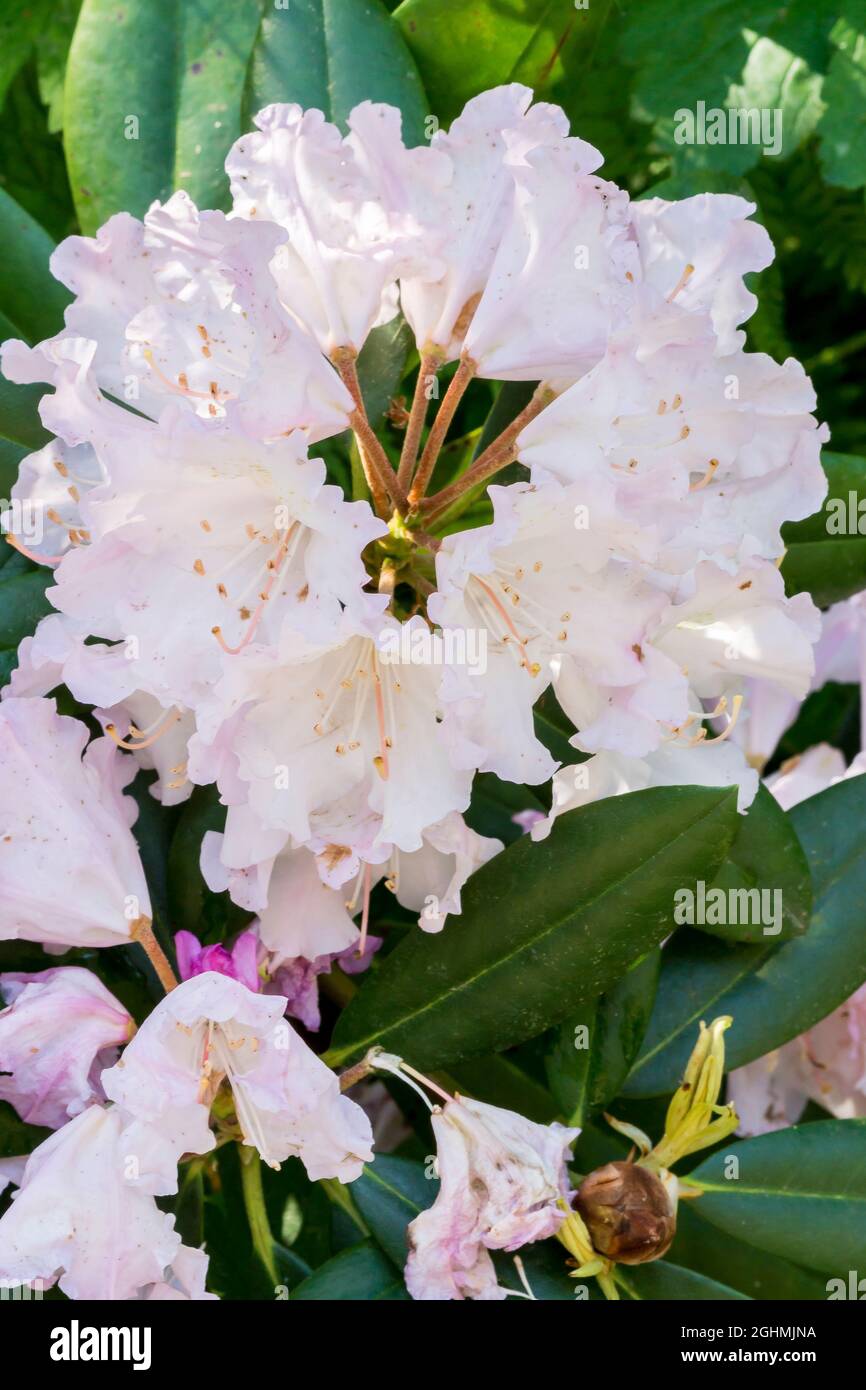 Rhododendron 'Caroline Albrook' in bloom in a garden Stock Photo - Alamy