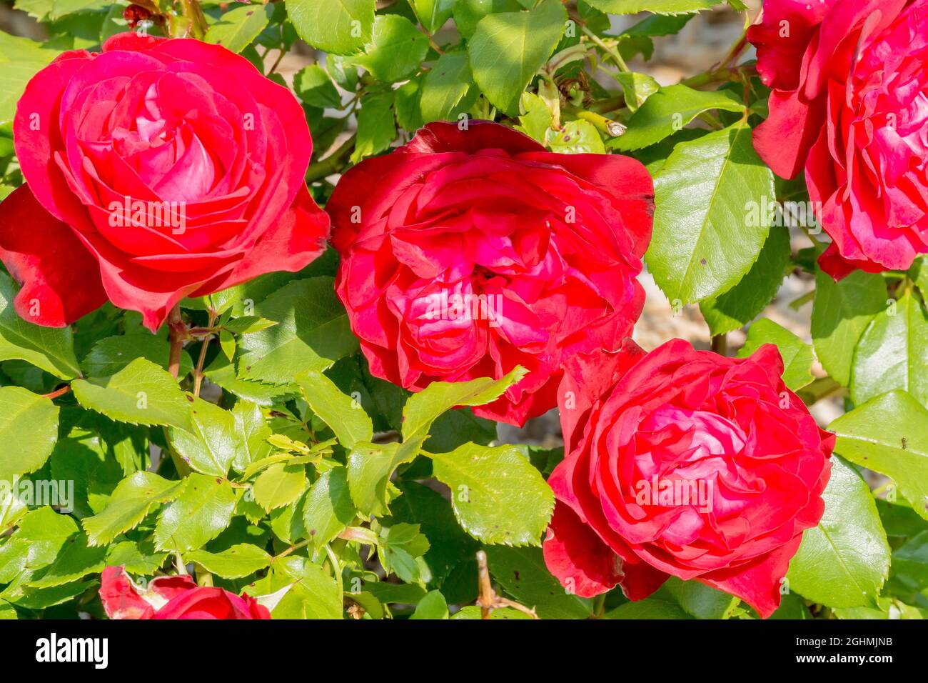 Rosier 'Mona Lisa' en fleur dans un jardin Stock Photo - Alamy