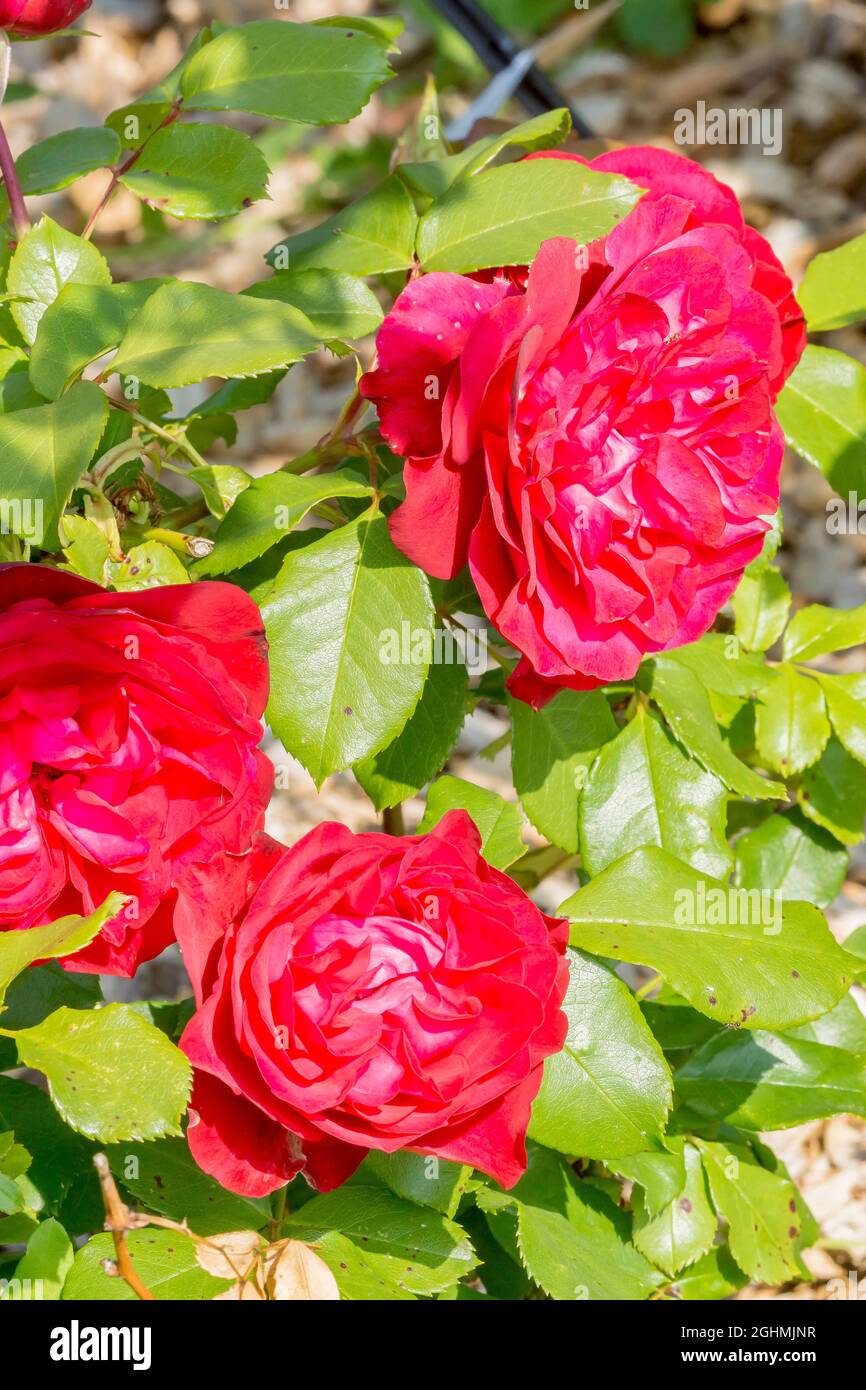 Rosier 'Mona Lisa' en fleur dans un jardin Stock Photo - Alamy