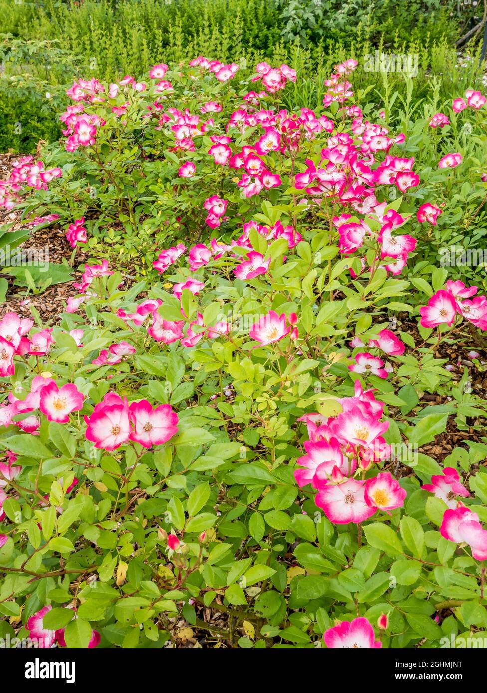 Rose tree 'Bukavu' in bloom in a garden Stock Photo - Alamy