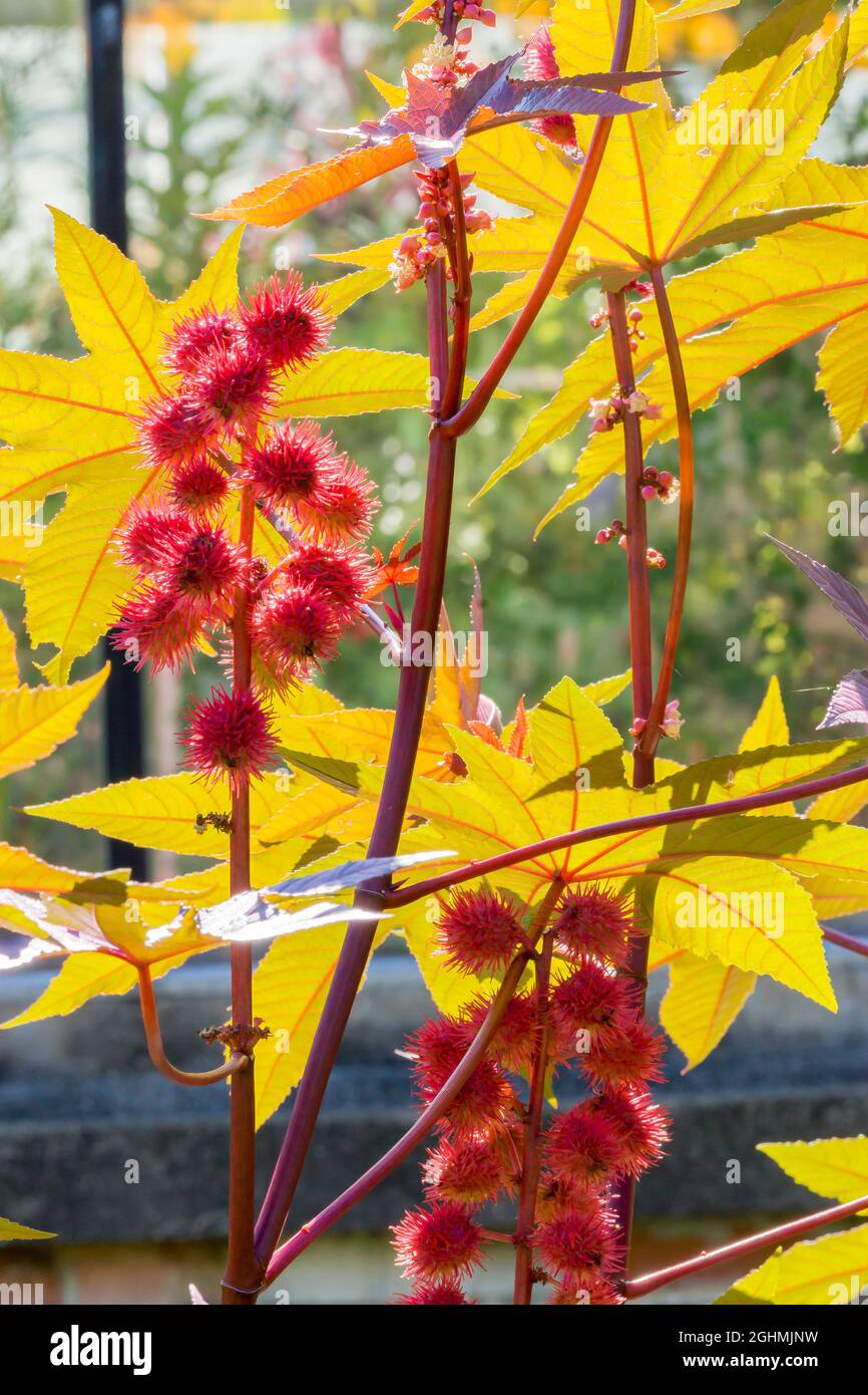 Ricinus communis 'Red Spire' Stock Photo - Alamy