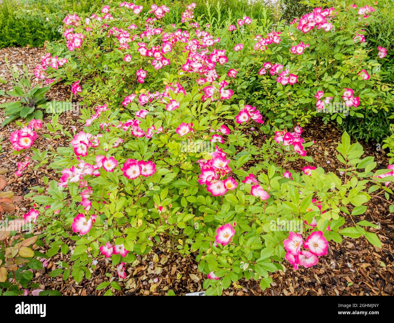 Two tone colour rose hi-res stock photography and images - Alamy