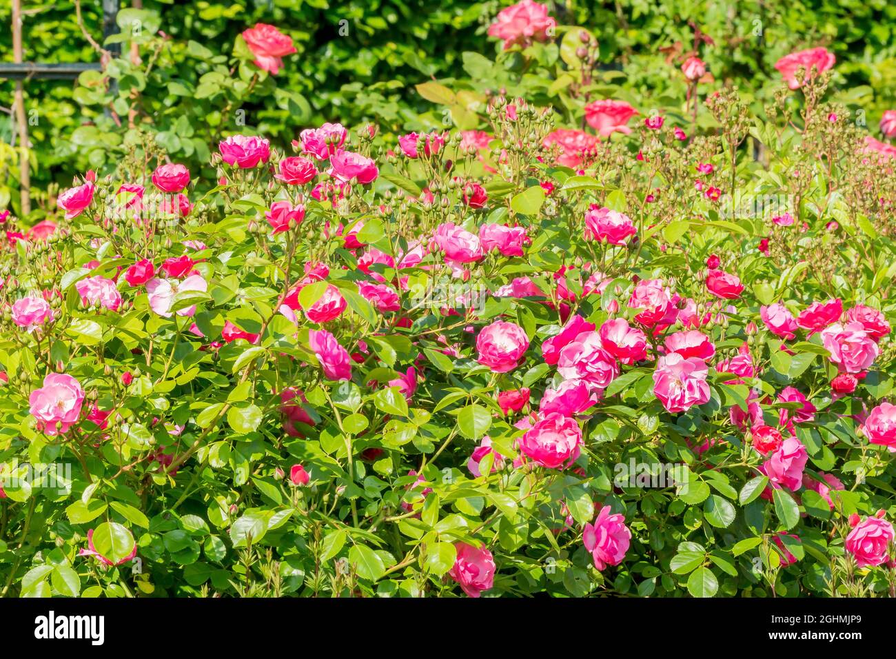 Rose tree 'Angela' in bloom in a garden Stock Photo - Alamy