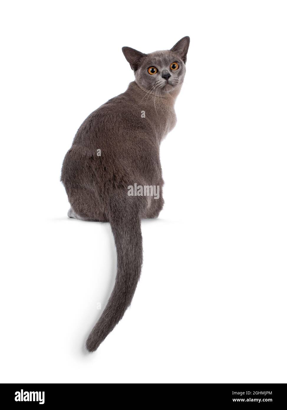 Blue Burmese cat kitten, sitting backwards on edge with tail hanging ...