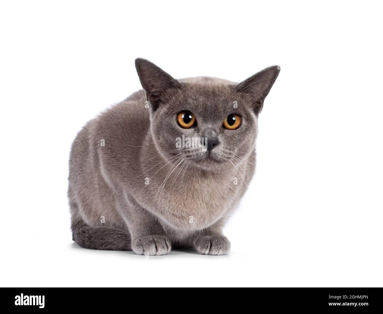 Blue Burmese cat kitten, laying down facing front. Looking towards ...