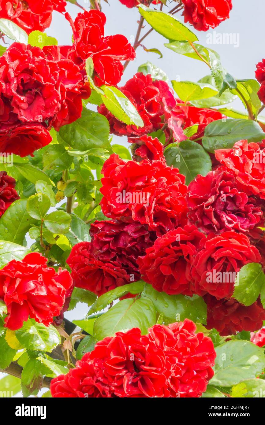 Rose tree 'Ruth Leuwerick' in bloom in a garden Stock Photo - Alamy