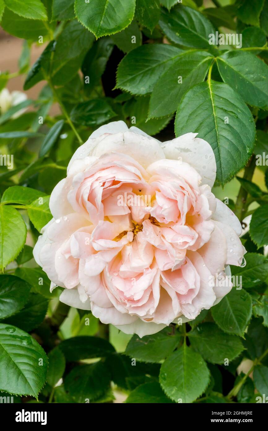 Rose tree Martin Frobisher' in bloom in a garden Stock Photo - Alamy